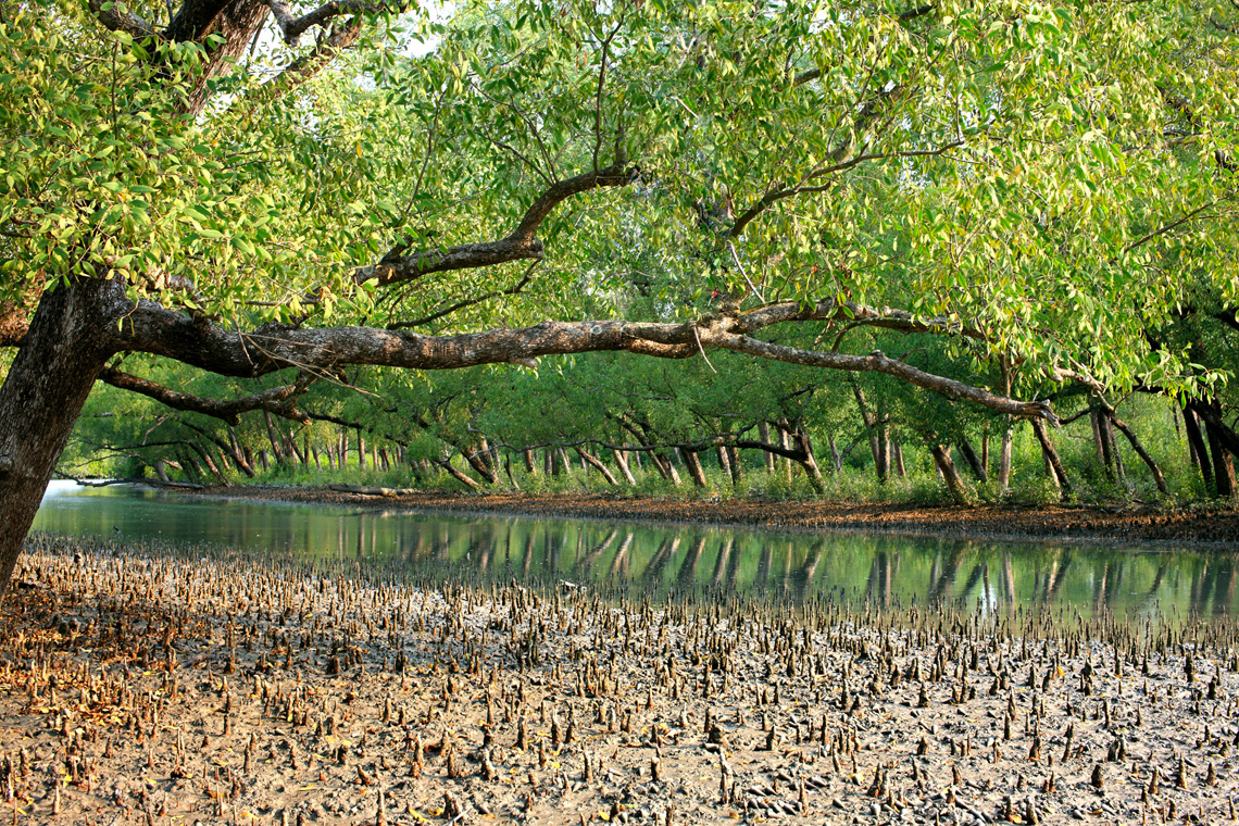 Sundarbans Tour Bangladesh with low cost and full of advncer